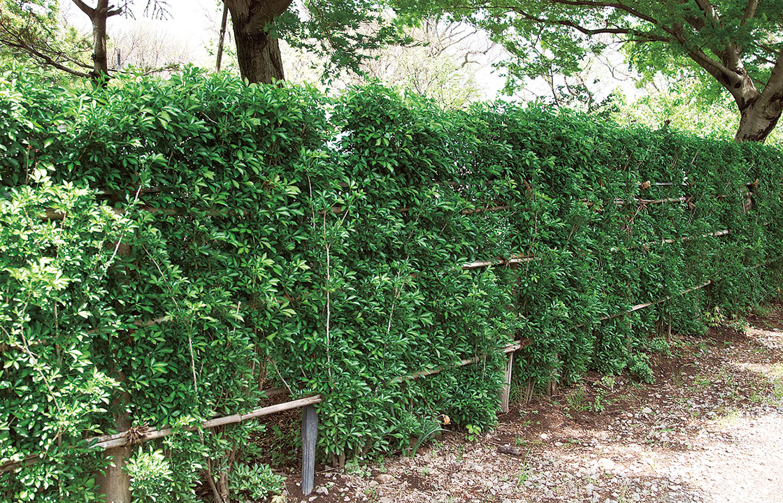 Fiveleaf Aralia – The Incredible Edible Hedge - Hardy Edible Plants