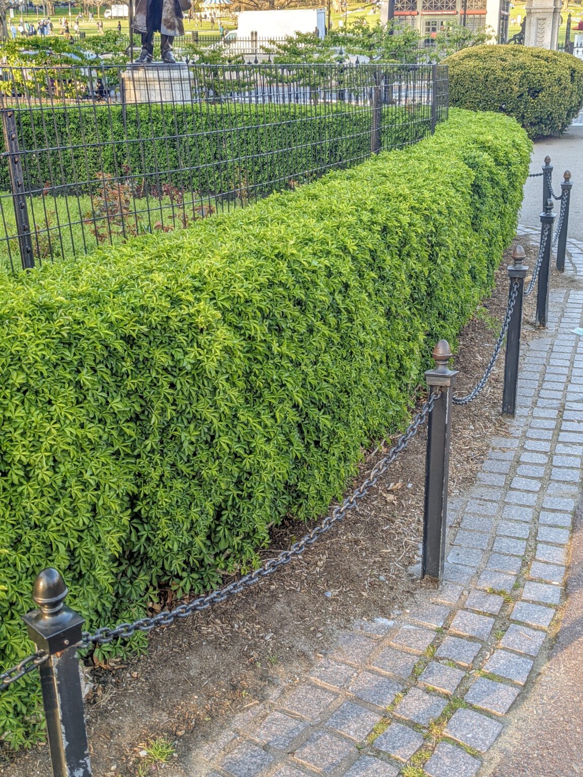 Fiveleaf Aralia – The Incredible Edible Hedge - Hardy Edible Plants