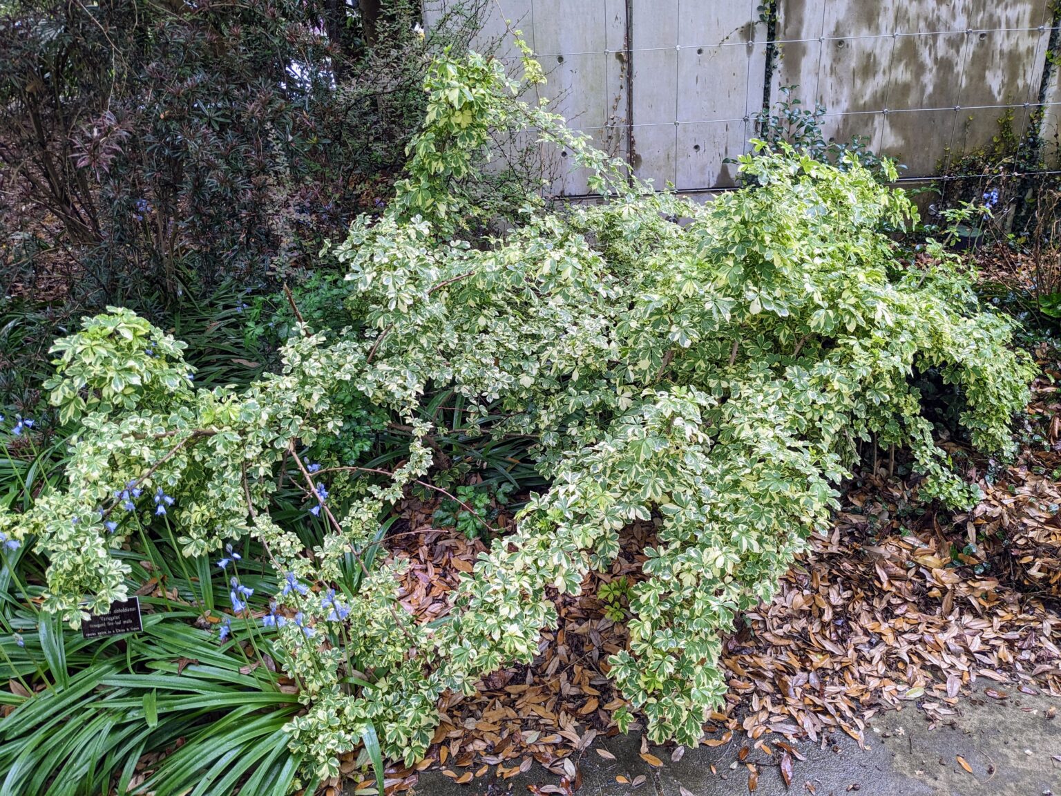 Fiveleaf Aralia – The Incredible Edible Hedge - Hardy Edible Plants